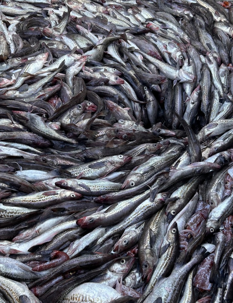 Alaska Groundfish Data Bank