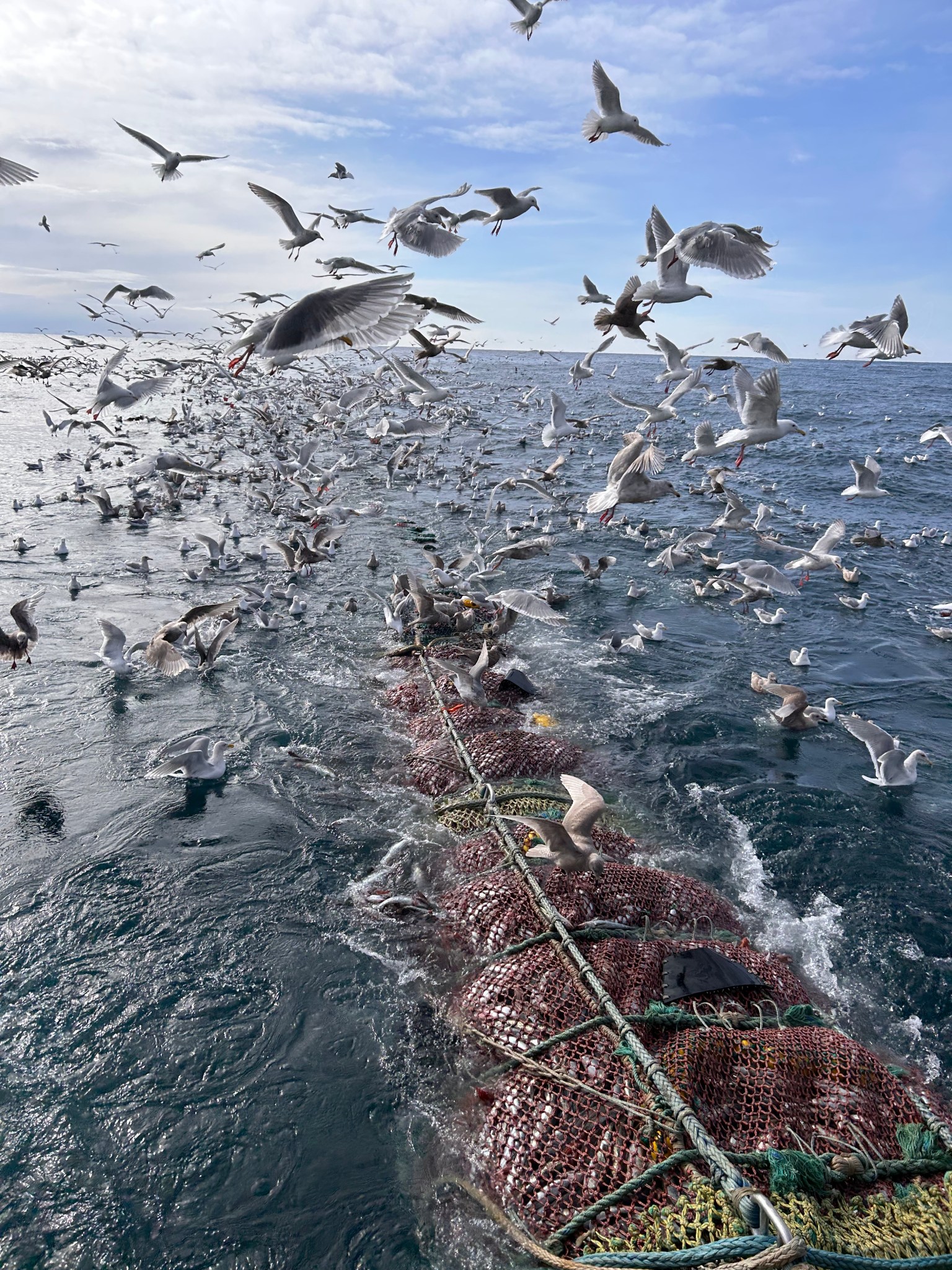 Kodiak’s Trawl Fishery – Alaska Groundfish Data Bank